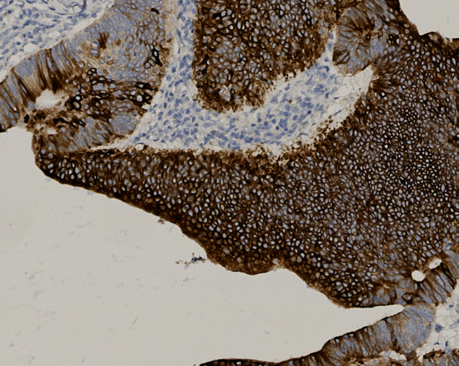 Tissue-Tek Genie | Rapid true random access IHC staining